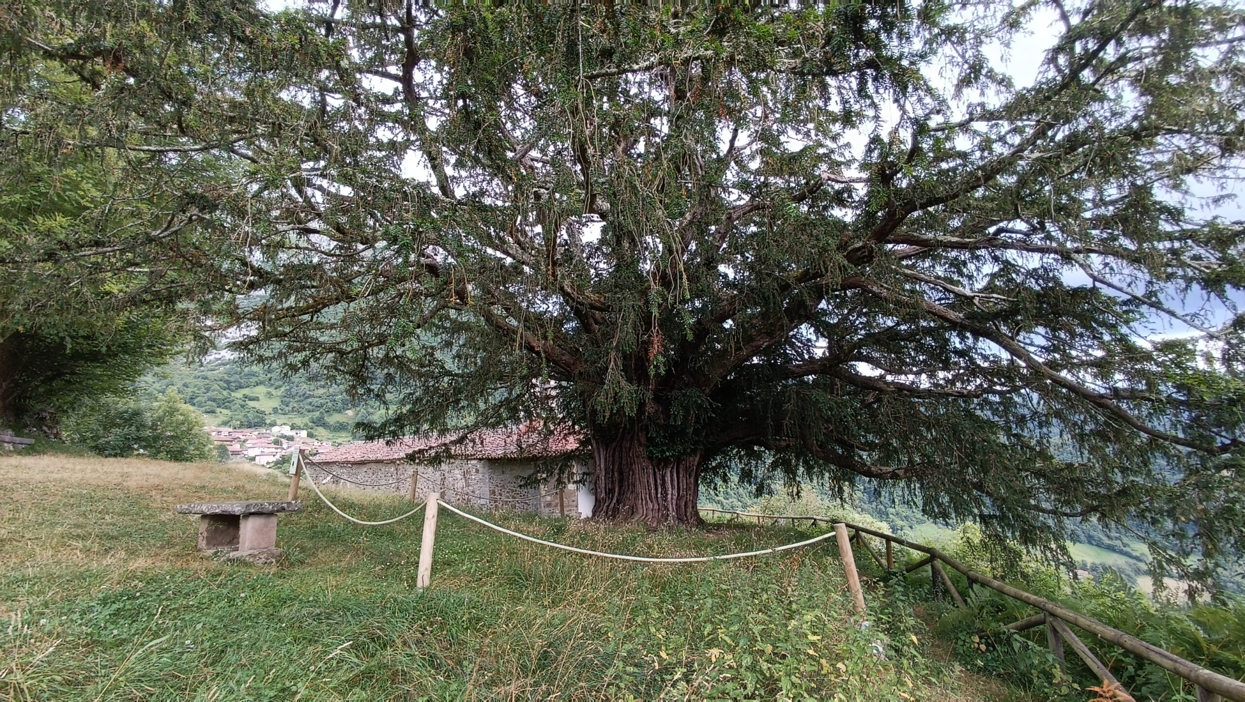 El tejo: el árbol sagrado que inspiró La noche que sonaron las campanas